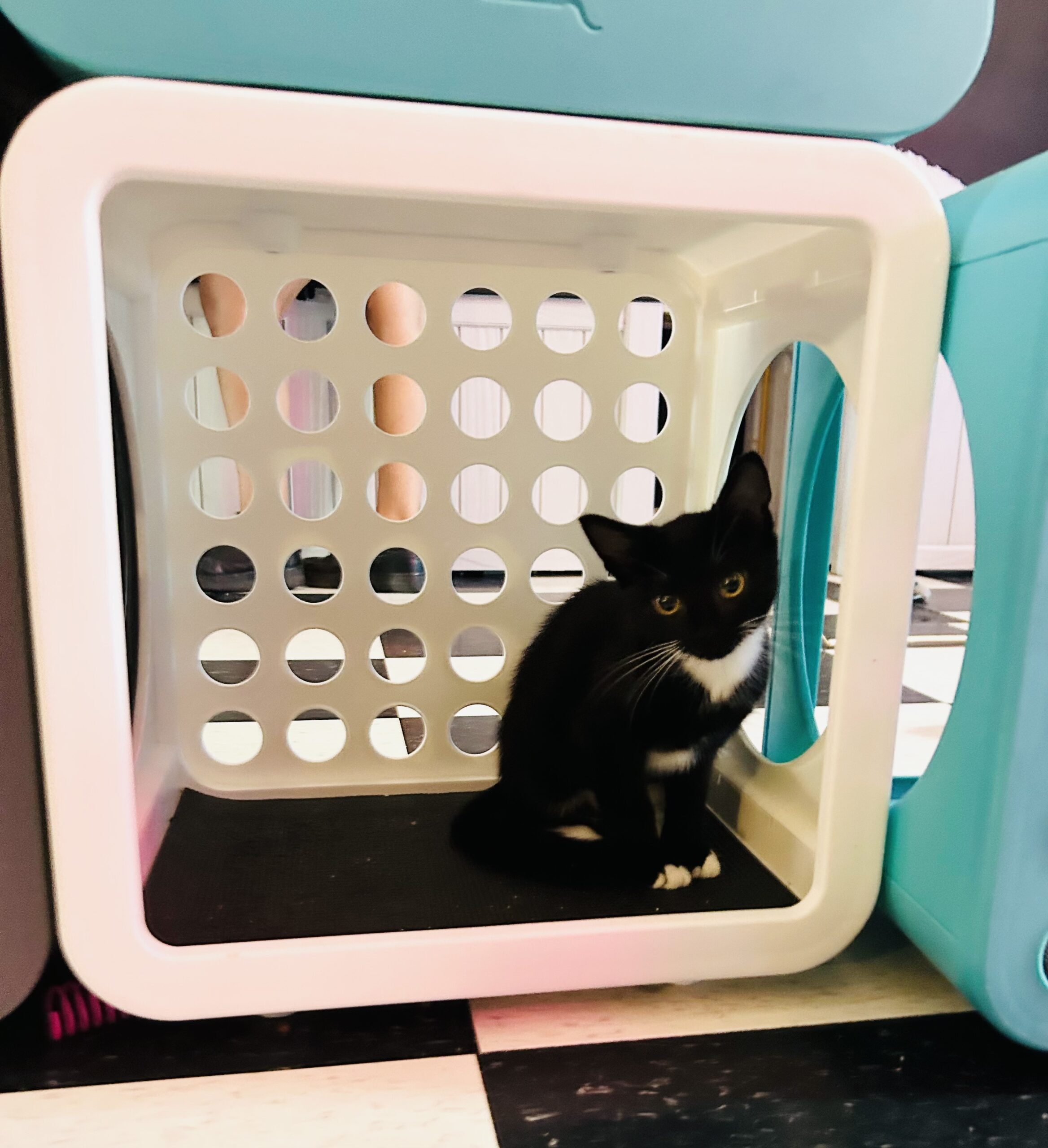 Home - The Purrfect Pour Cat Cafe