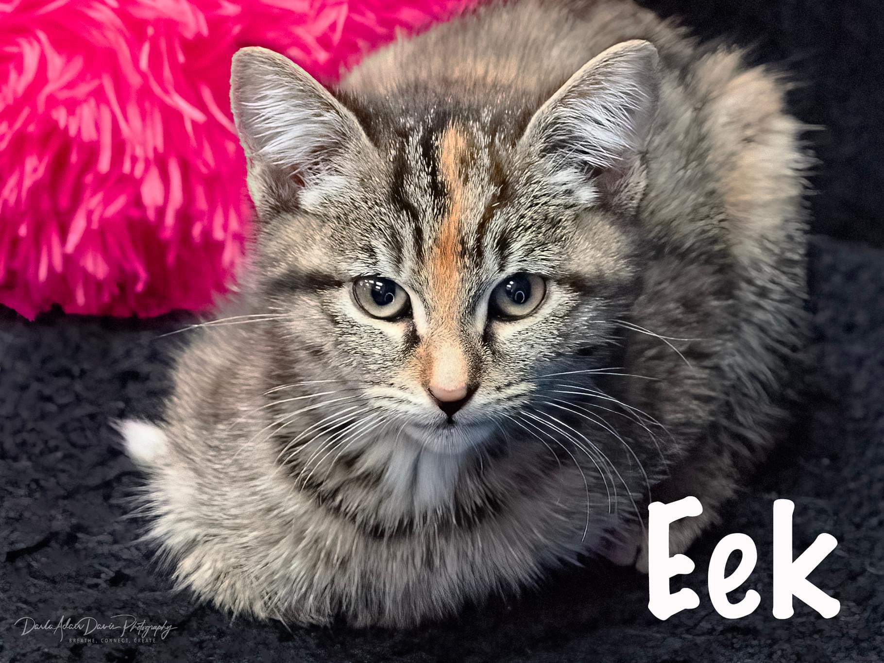 Home - The Purrfect Pour Cat Cafe