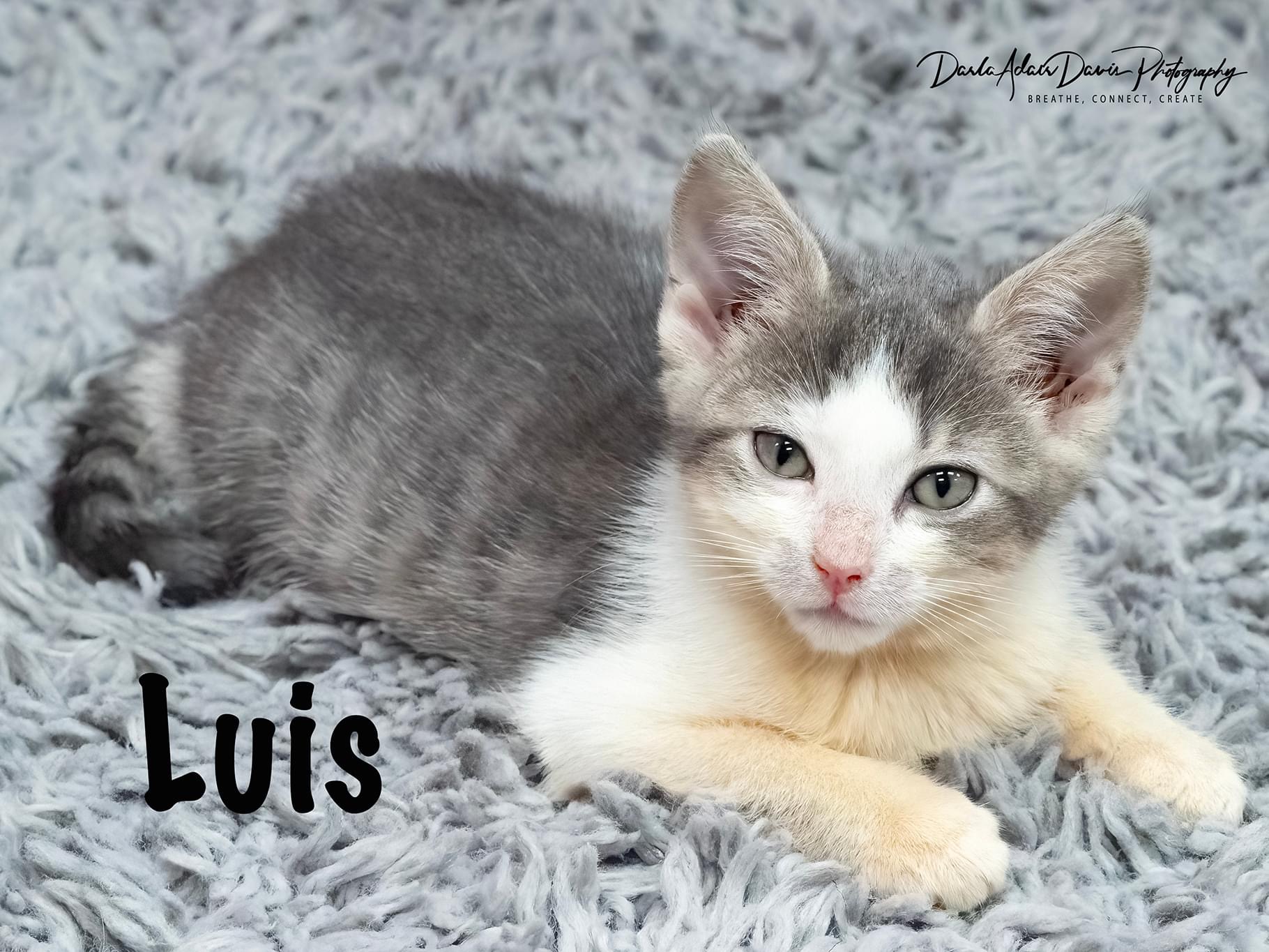 Home - The Purrfect Pour Cat Cafe