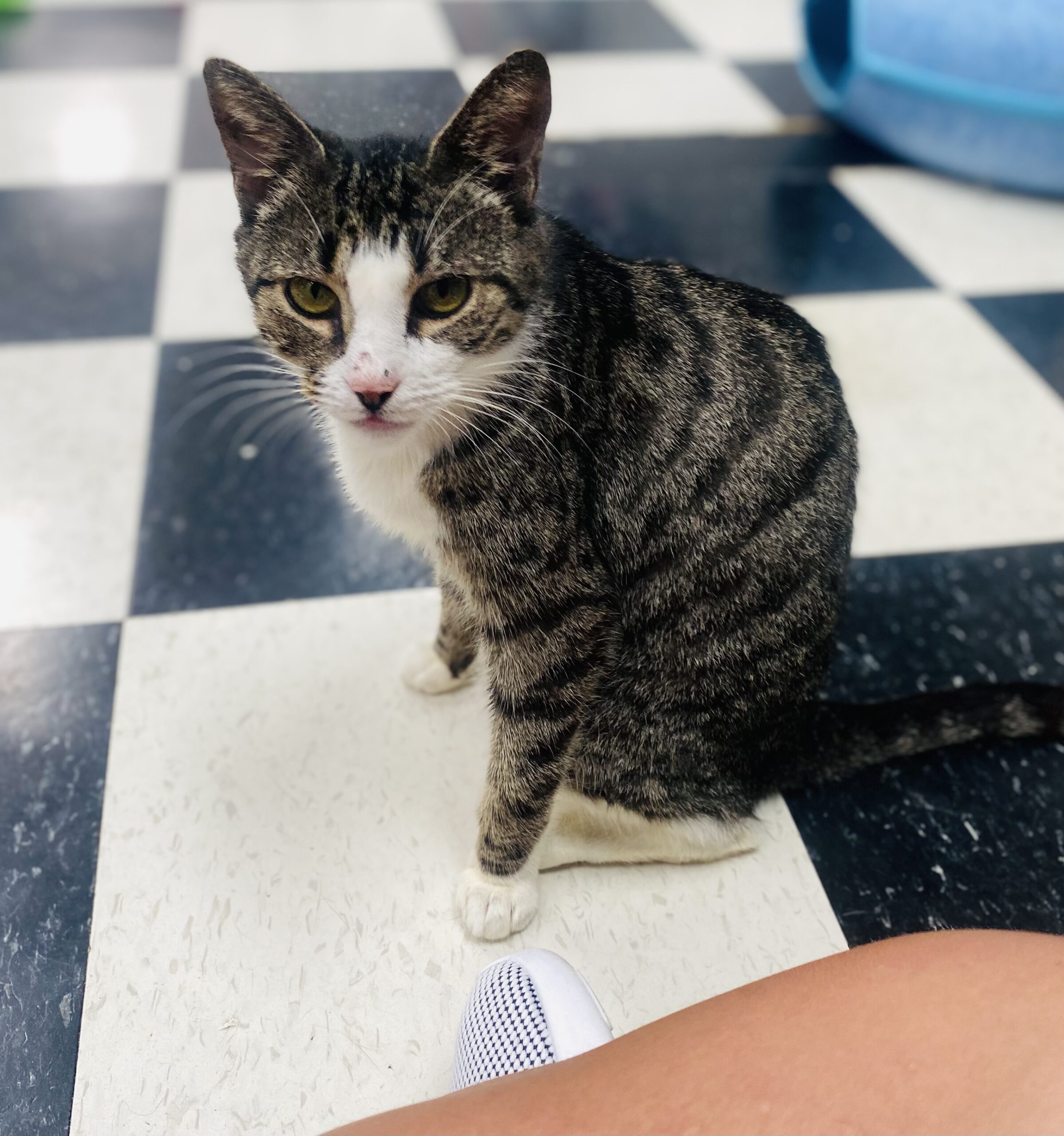 Home - The Purrfect Pour Cat Cafe