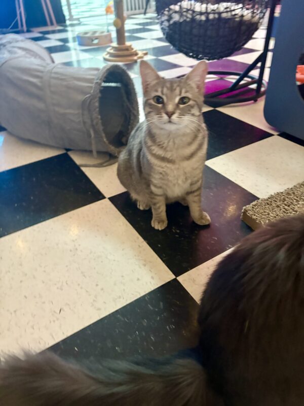 Home - The Purrfect Pour Cat Cafe