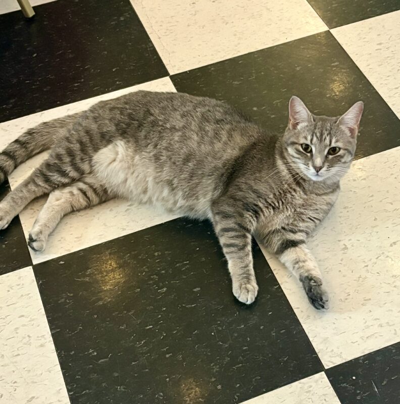 Home - The Purrfect Pour Cat Cafe
